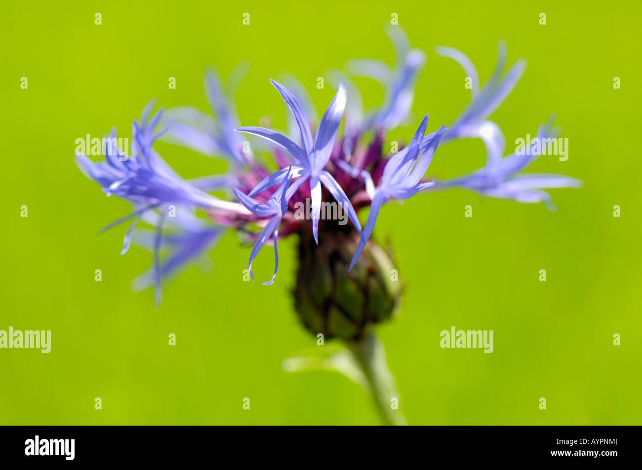 Perennial Cornflower or Mountain Bluet (Centaurea montana Stock Photo ...