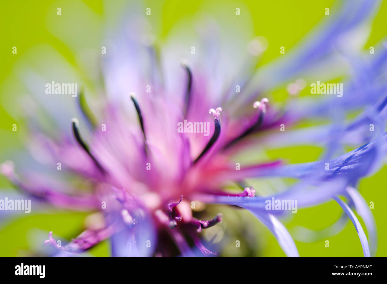 Perennial Cornflower or Mountain Bluet (Centaurea montana Stock Photo ...