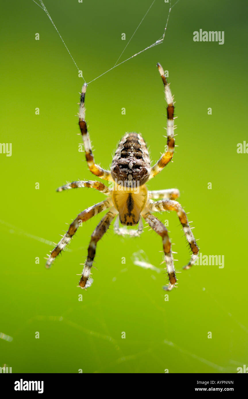 European Garden Spider or Cross Spider (Araneus diadematus Stock Photo ...