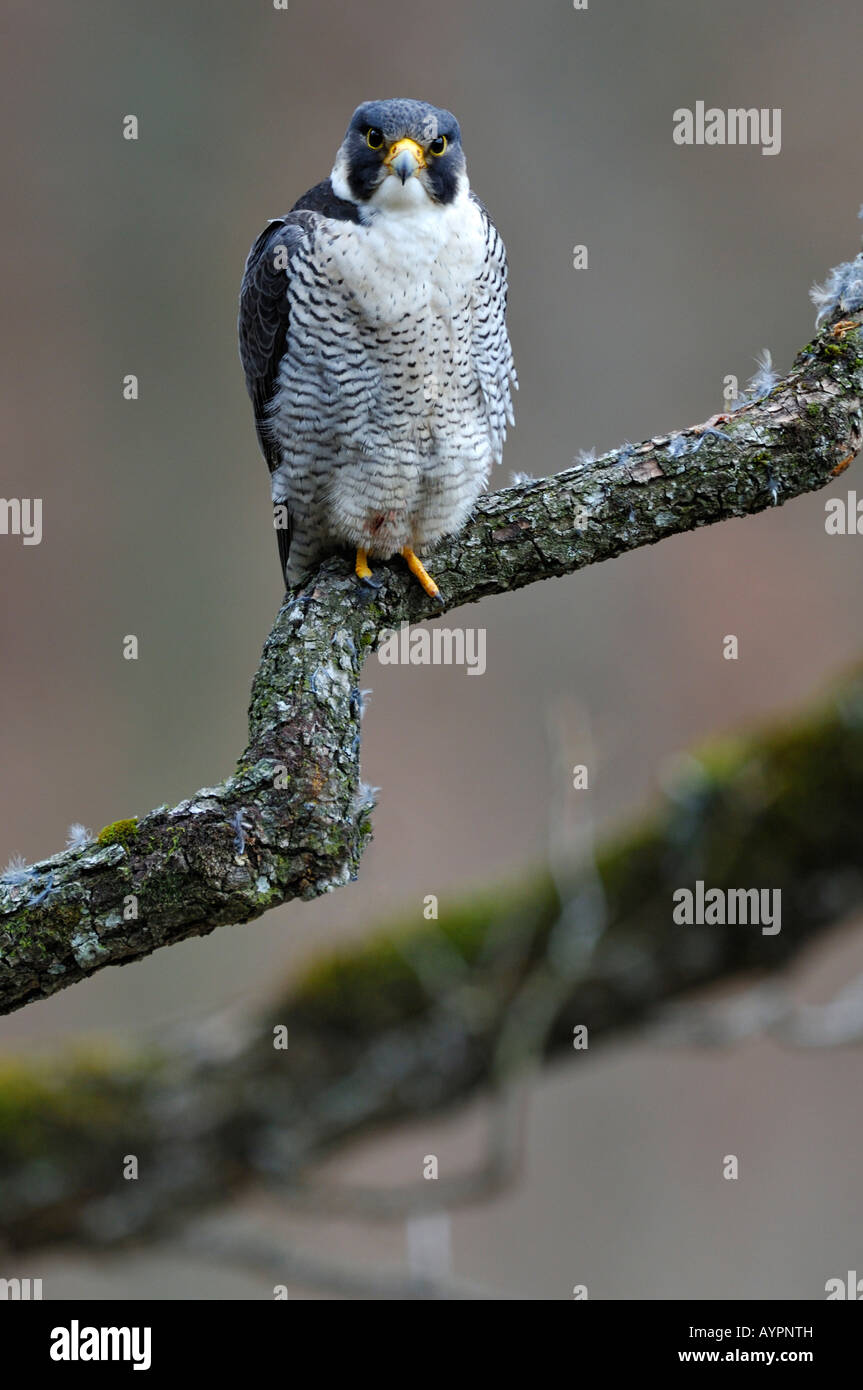 Peregrine Falcon (Falco peregrinus), Schwaebische Alb, Baden ...