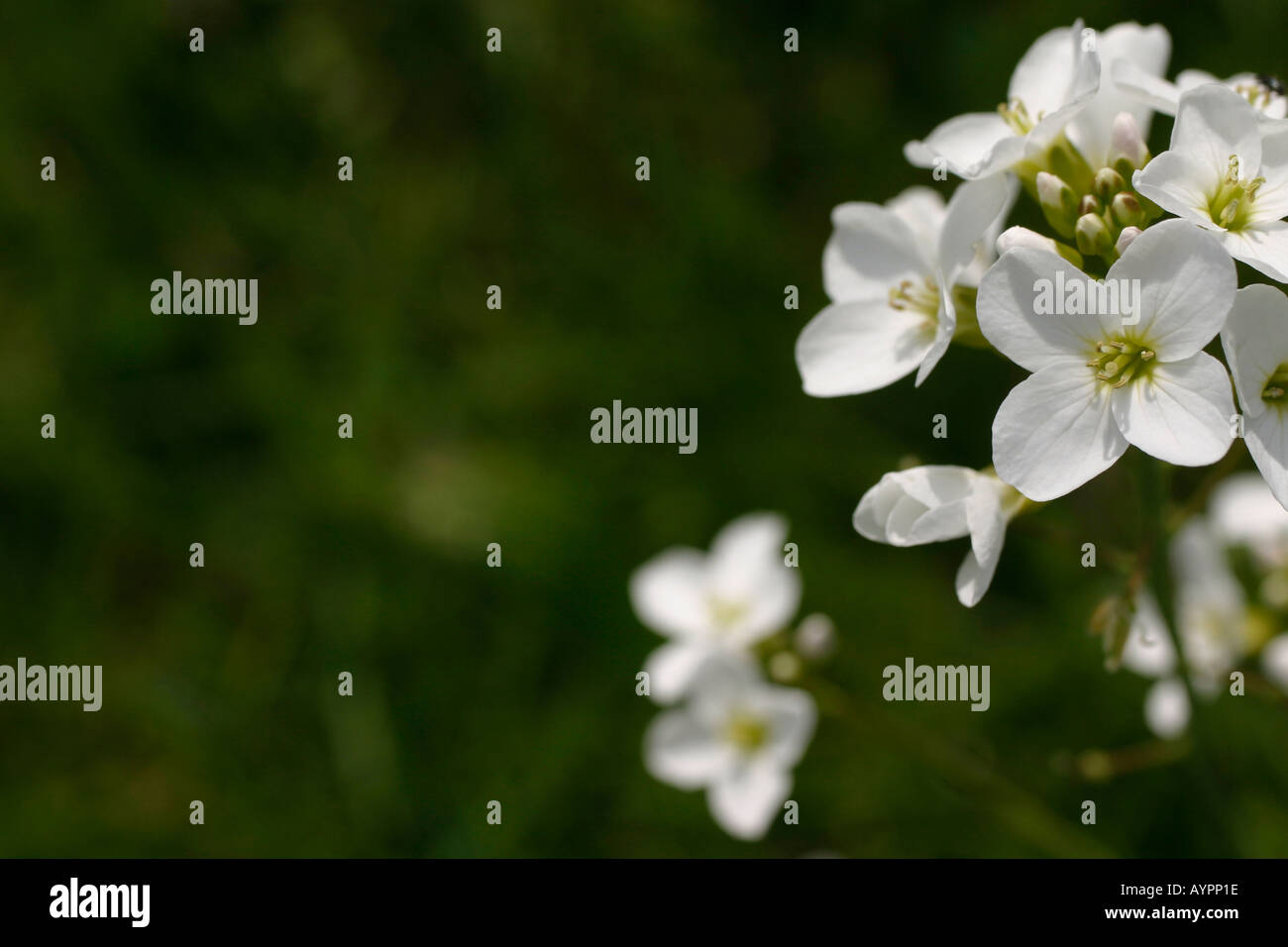 Side view of beautiful white petaled flowers Stock Photo - Alamy