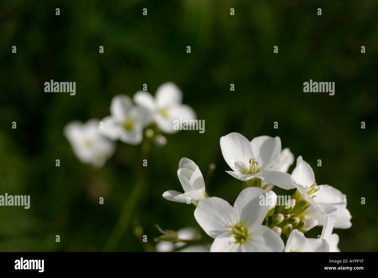 Side view of beautiful white petaled flowers Stock Photo - Alamy