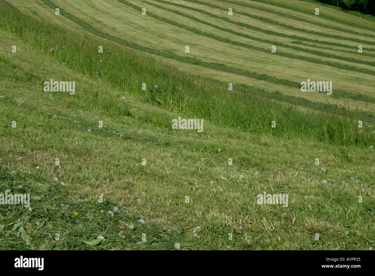 Side view of vast green field Stock Photo - Alamy