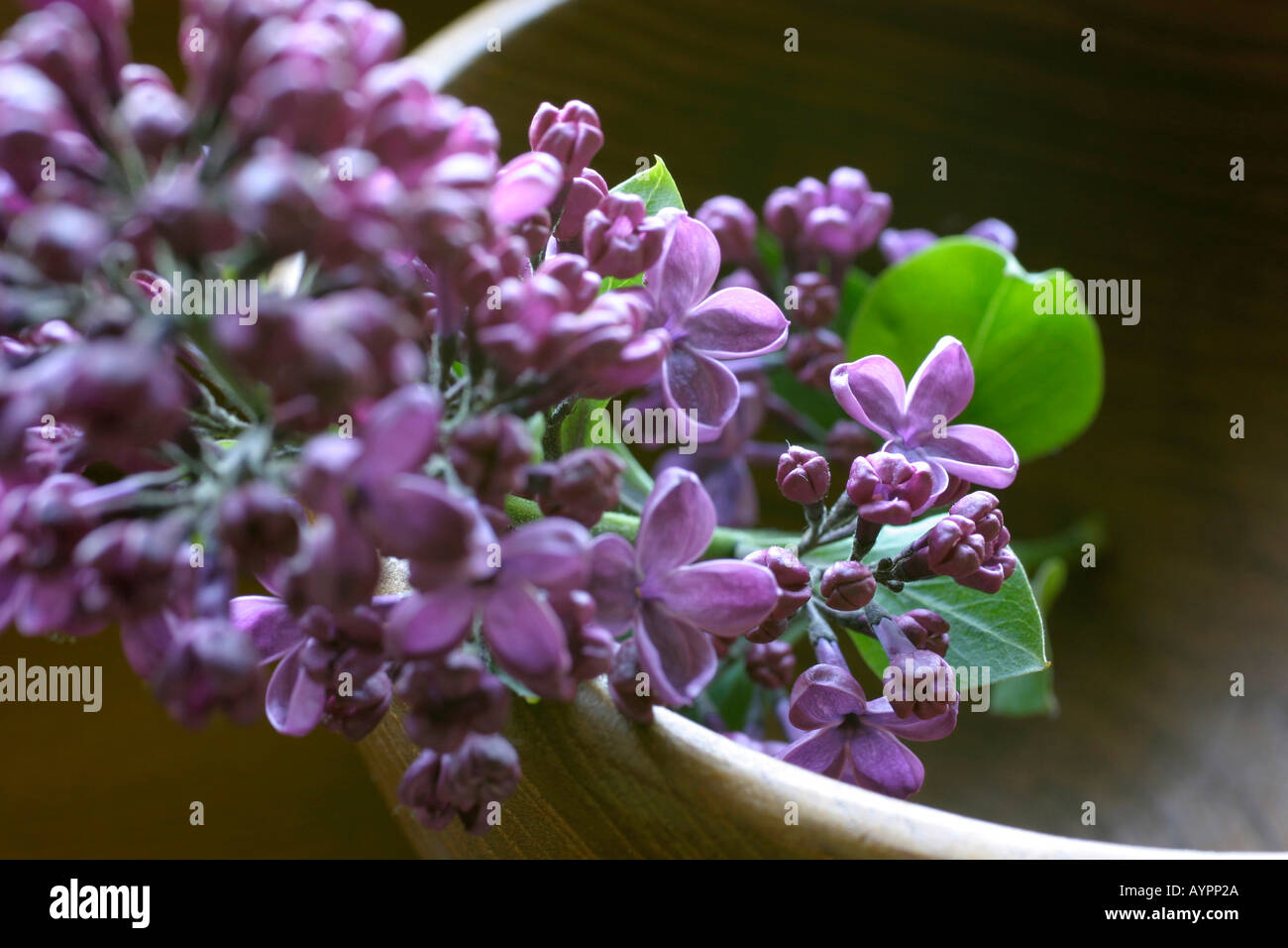 A bunch of lilac placed at the edge of a wooden container Stock Photo ...