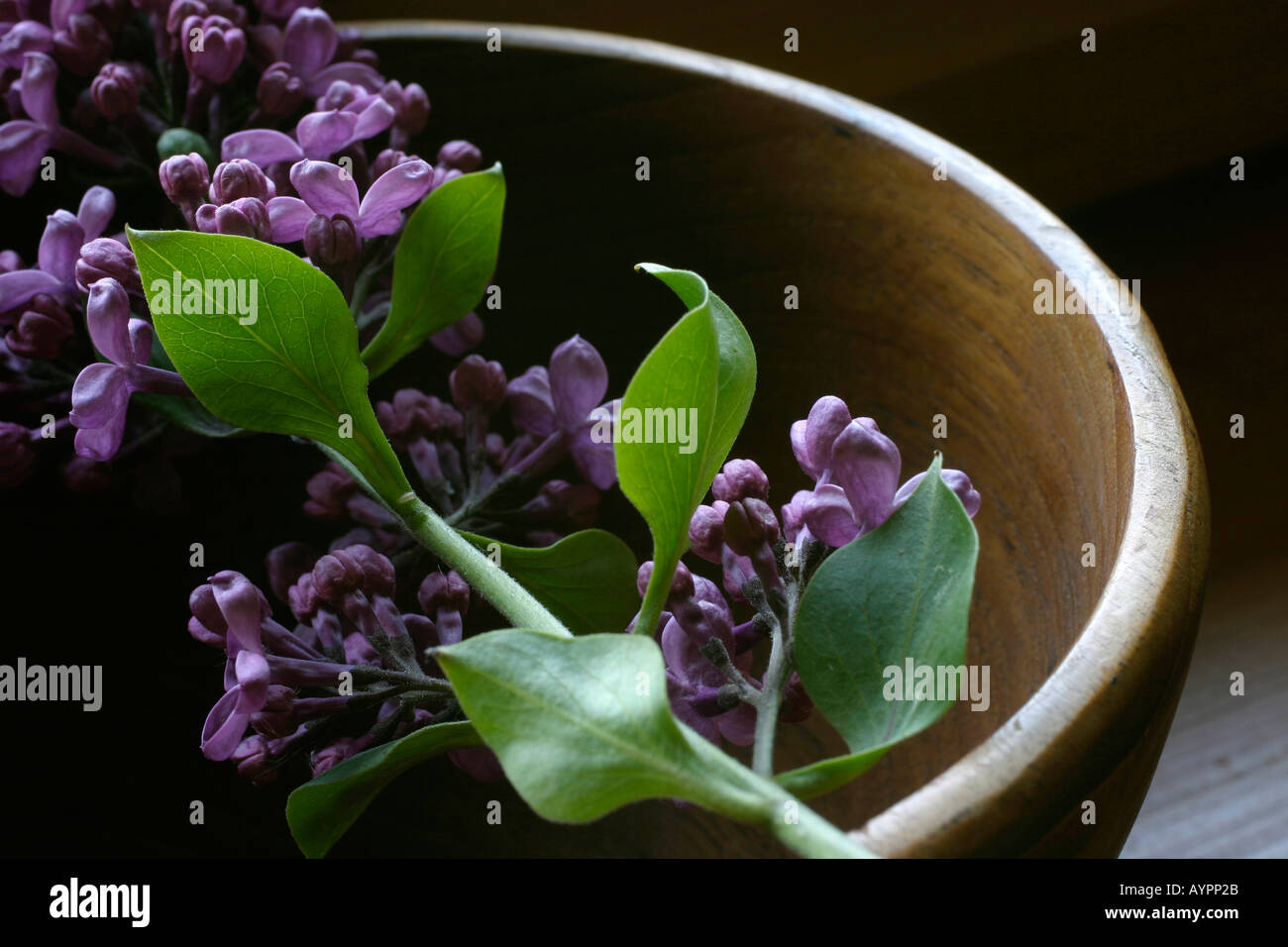 Lilac arc hi-res stock photography and images - Alamy