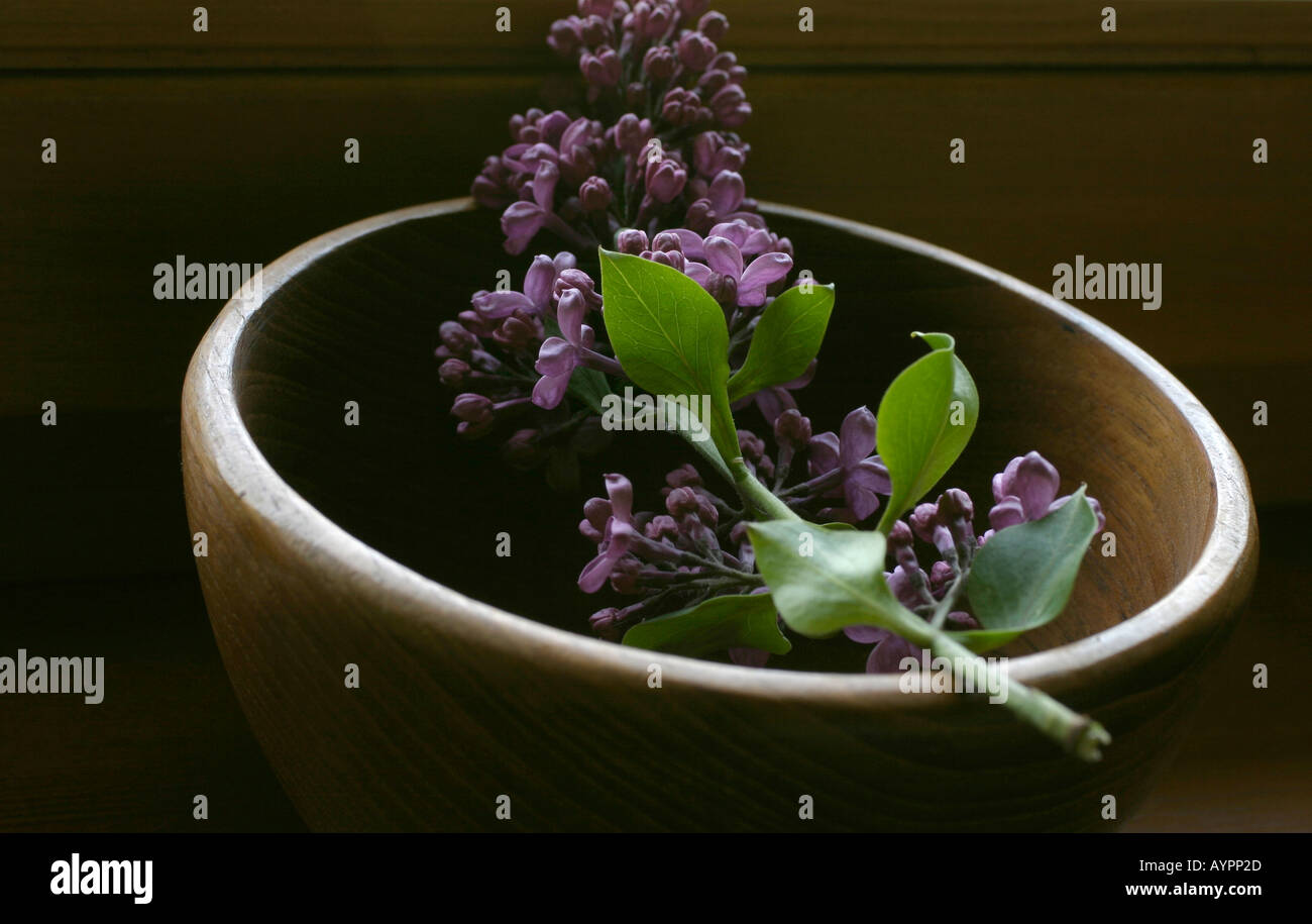A bunch of lilac placed at the edge of a wooden container Stock Photo ...