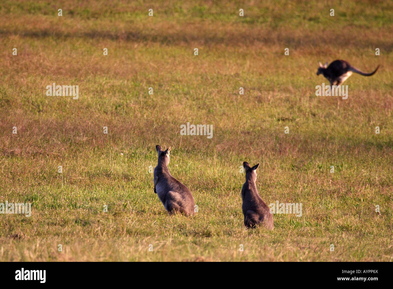 Euro (common wallaroo), macropus robustus, two adults watching a third ...