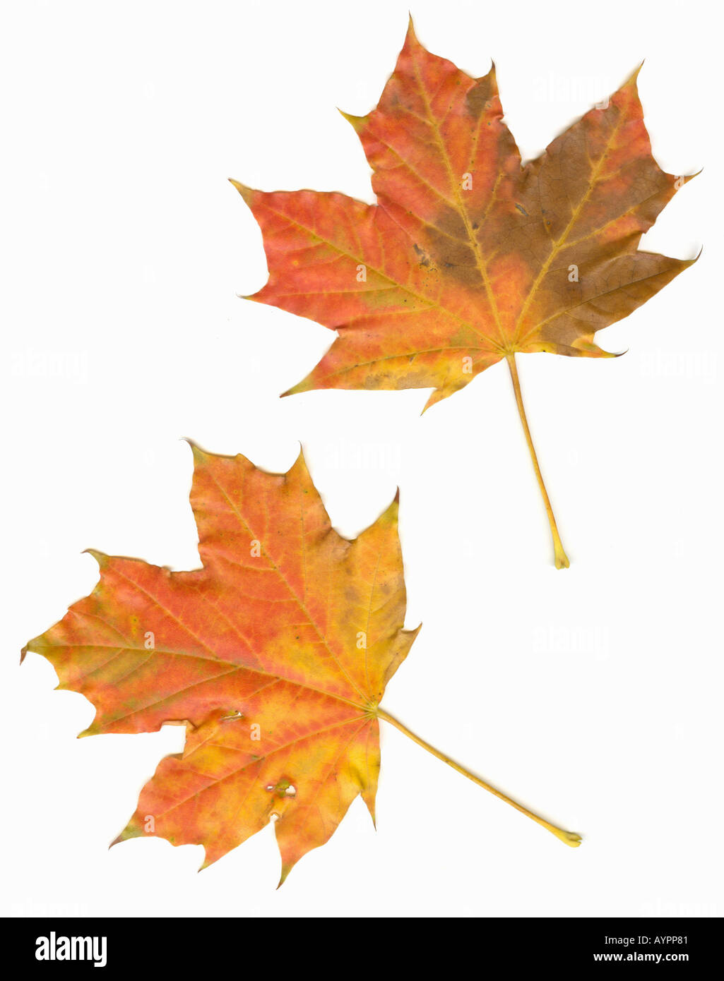 Spoilt view Cut Out Stock Images & Pictures - Alamy