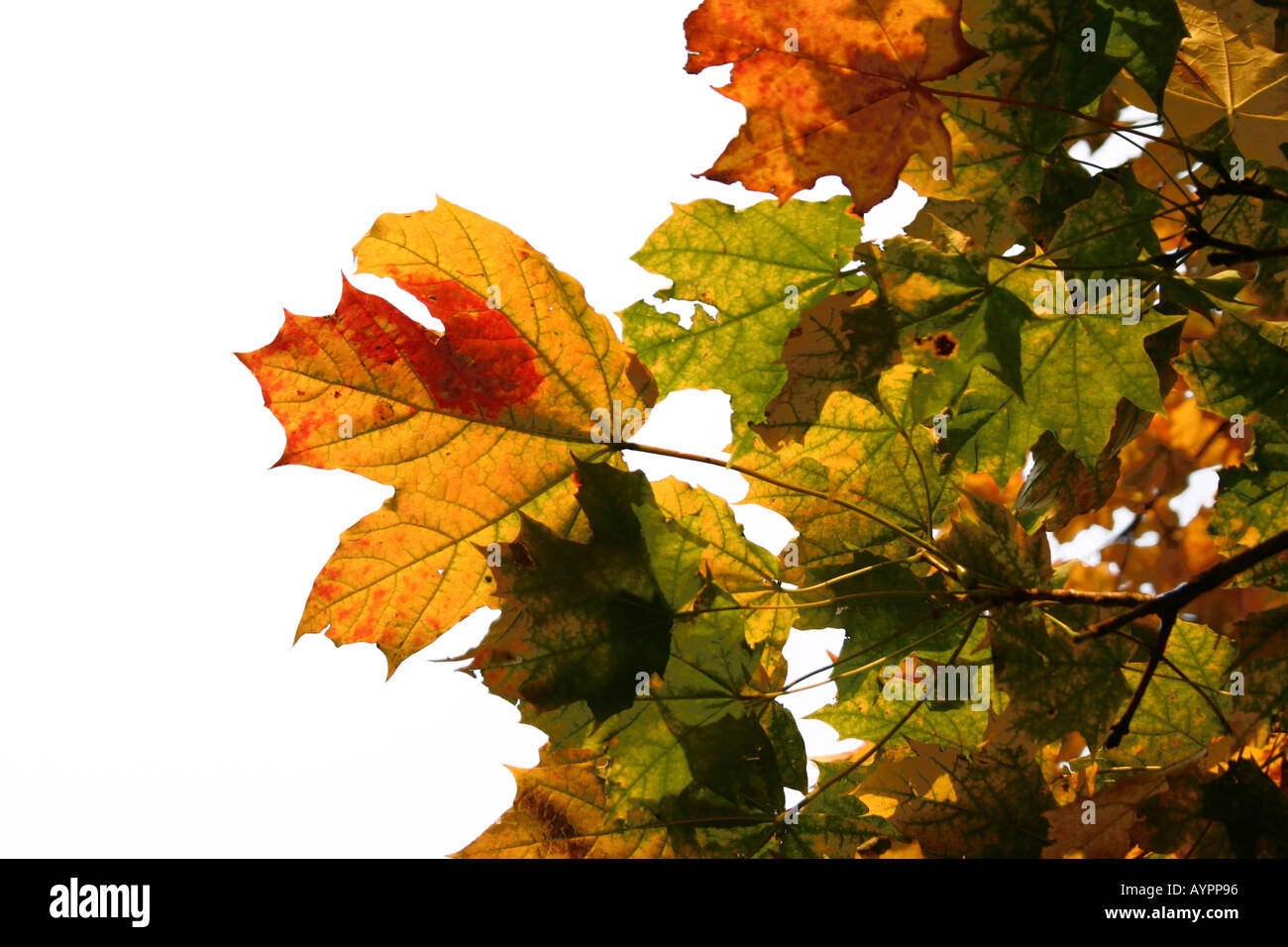 Cluster blatt hi-res stock photography and images - Alamy