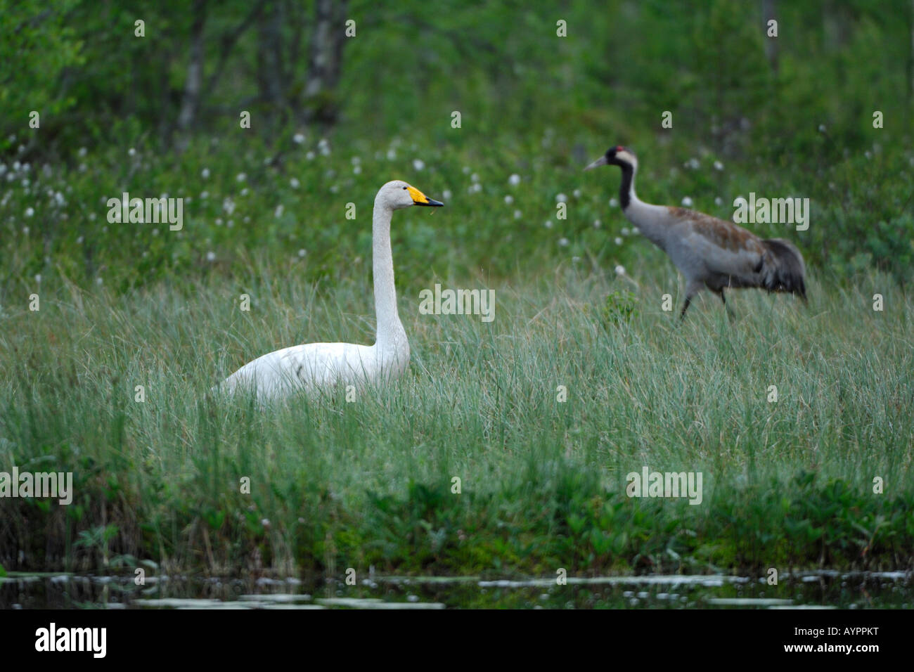 Whooper Swan (Cygnus cygnus) and Common Crane (Grus grus), dawn ...