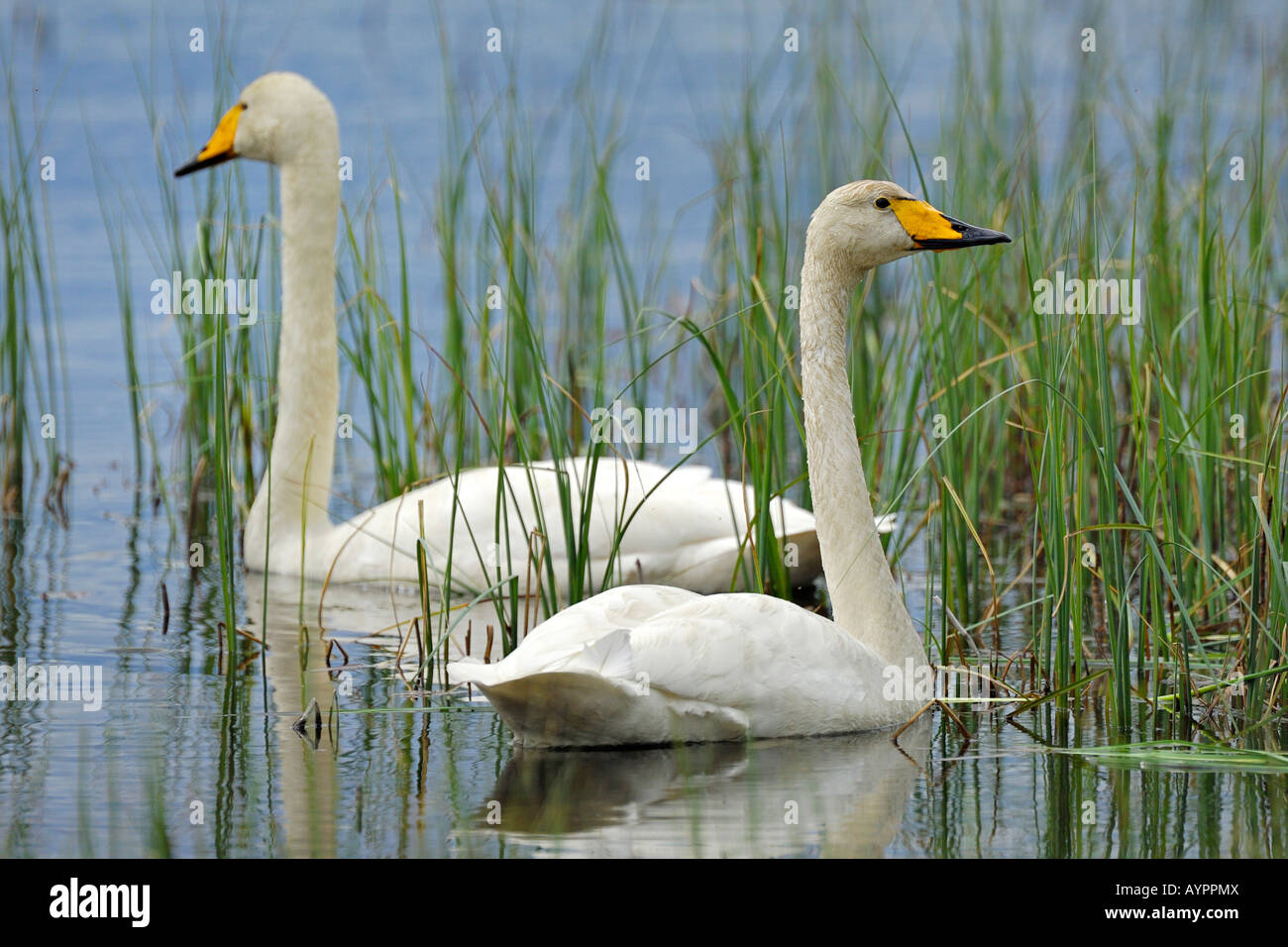 Whooper Swans (Cygnus cygnus), breeding pair swimming, Dalarna, Sweden ...