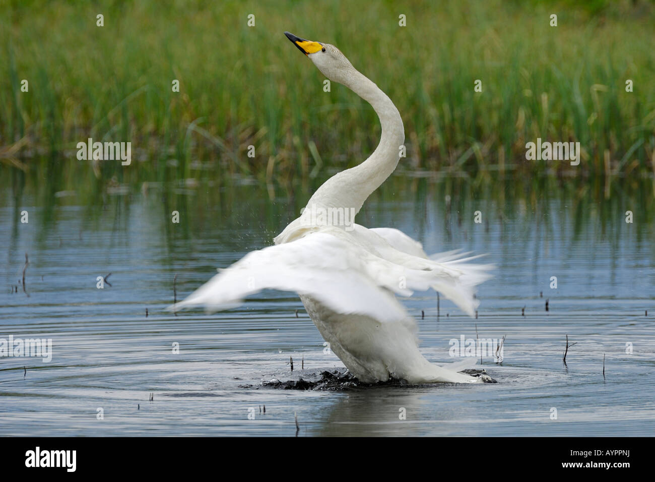 Flapping wings water plants hi-res stock photography and images - Alamy