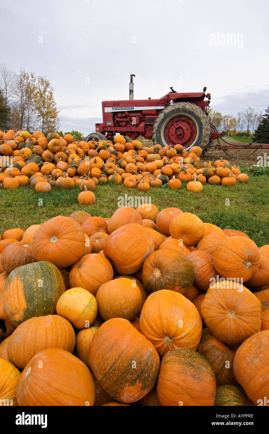 Harvested Pumpkins and International Harvester 856 Tractor Near Presque ...