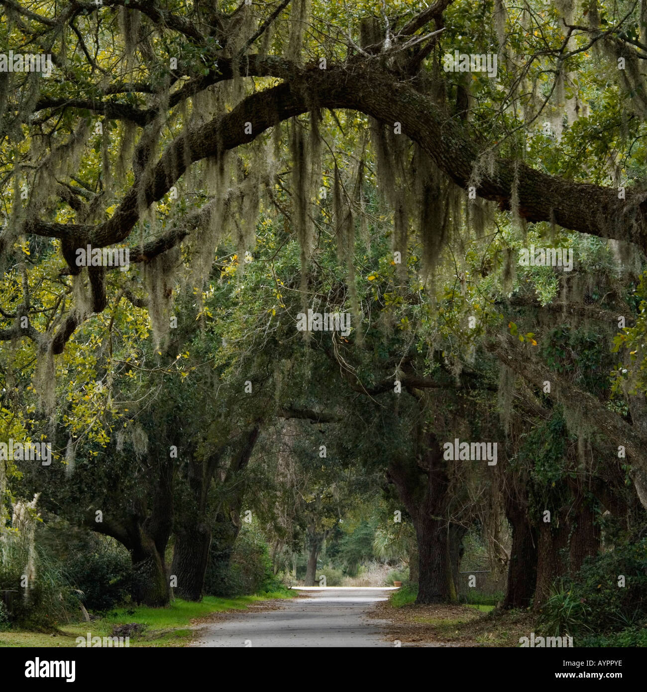 Road Running Through Tunnel of Spanish Moss Shrouded Live Oaks Near ...