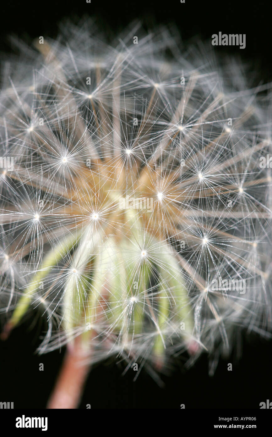 Similar to dandelion flower hi-res stock photography and images - Alamy