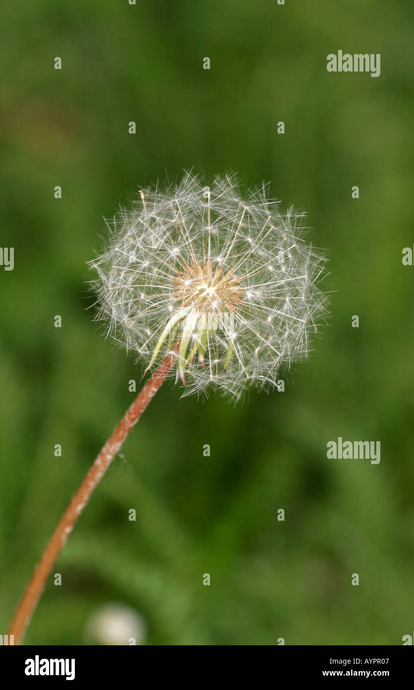 Similar to dandelion flower hi-res stock photography and images - Alamy