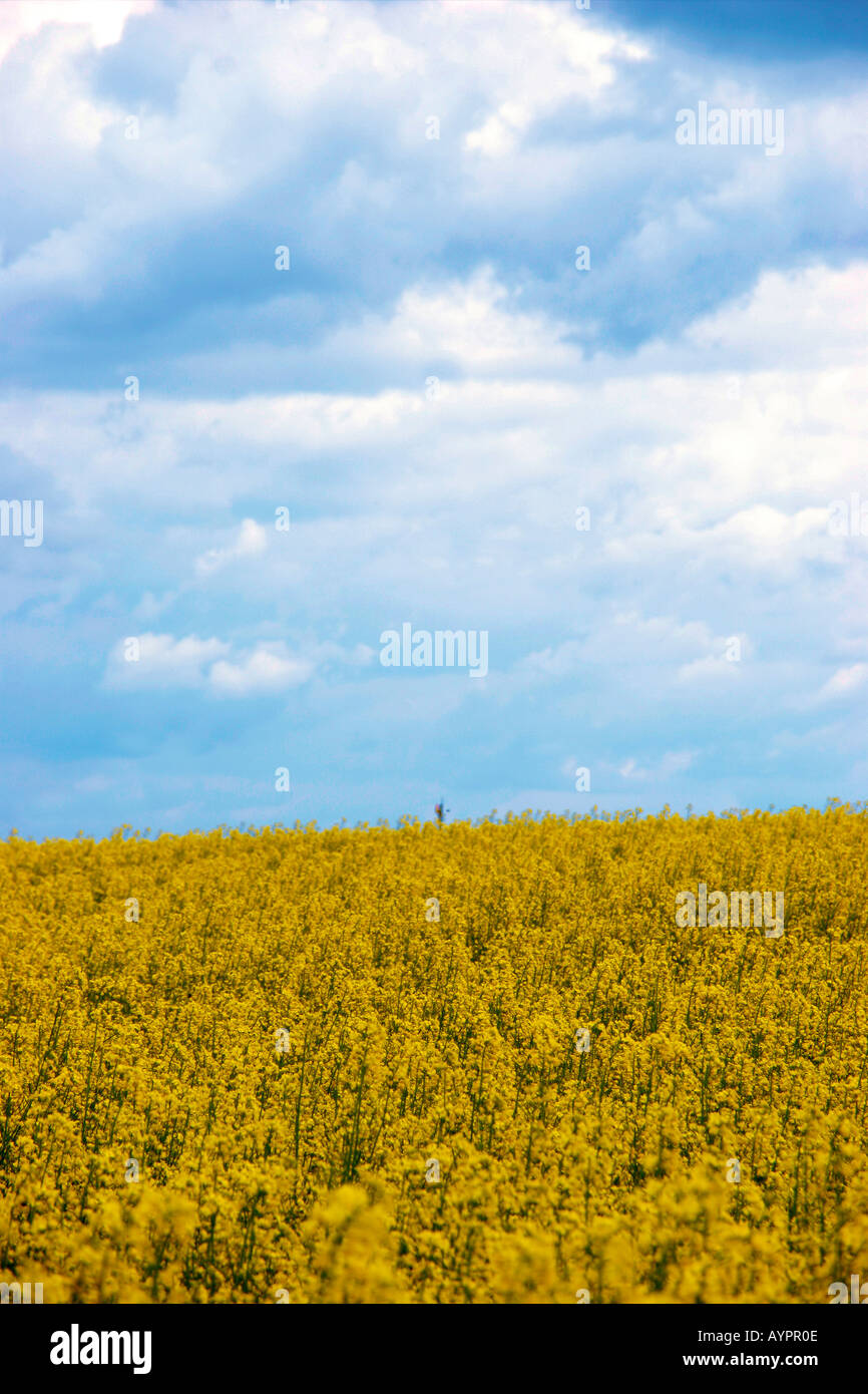 A field of rape seed Stock Photo - Alamy