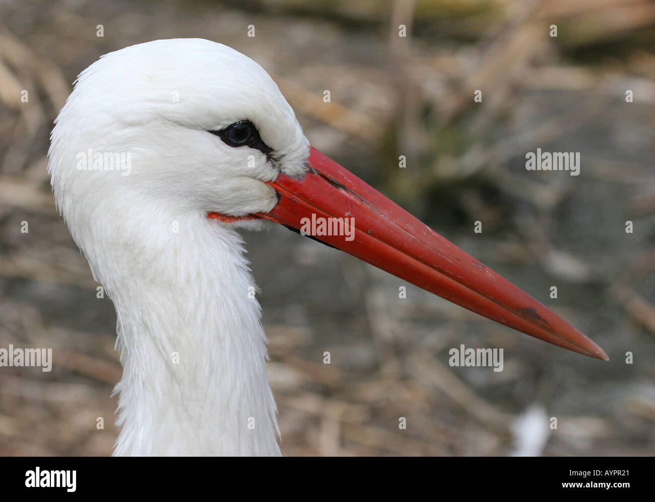 Side view of a white bird with sharp pointed red beak Stock Photo - Alamy
