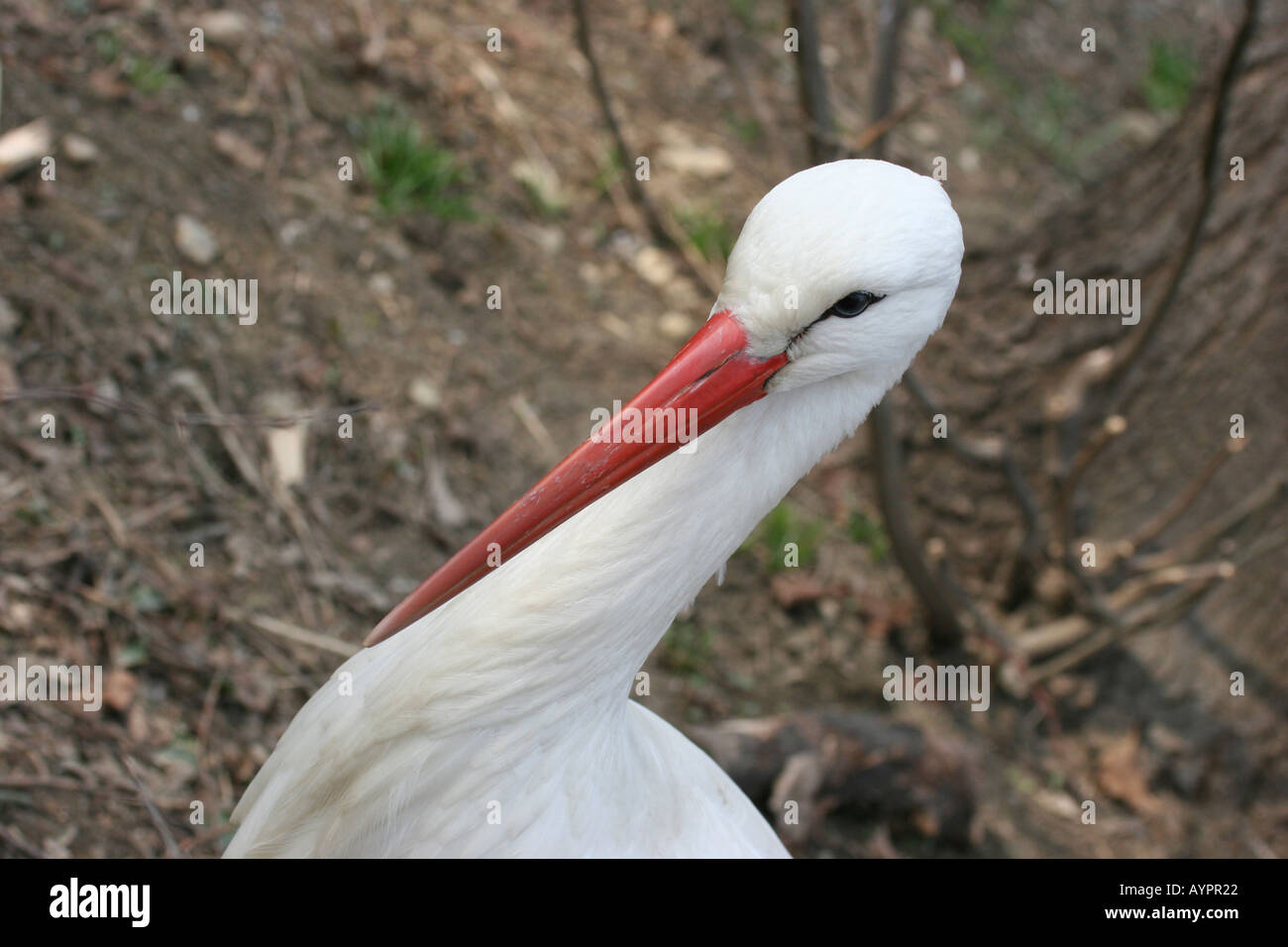 Sharp pointed beak hi-res stock photography and images - Alamy