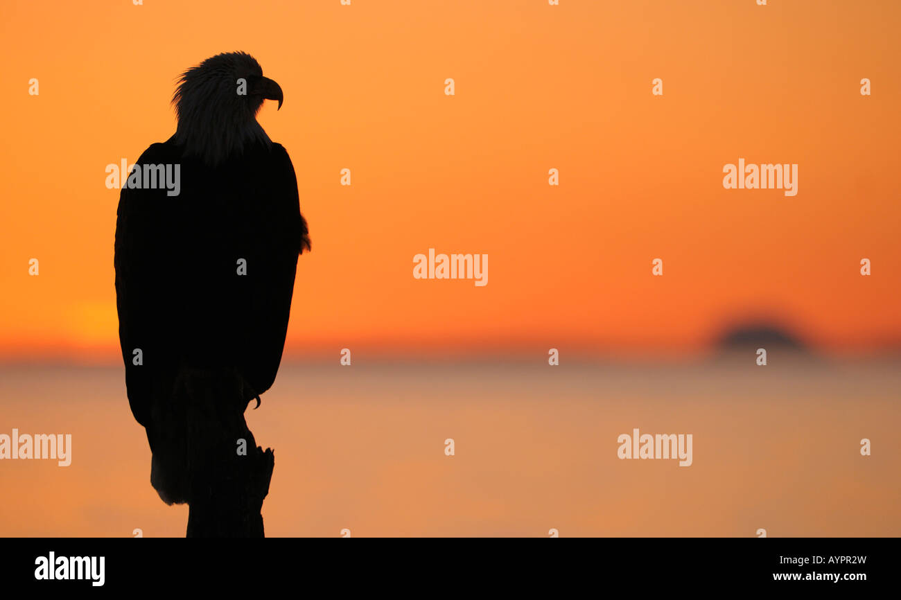 Bald Eagle (Haliaeetus leucocephalus) at sunset, Mt. Augustine Volcano ...