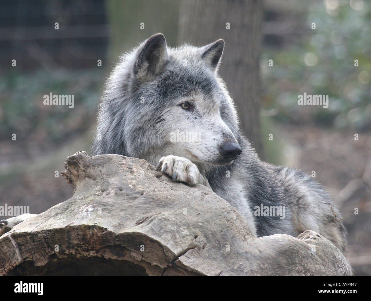 Grey wolf sitting on rock hi-res stock photography and images - Alamy