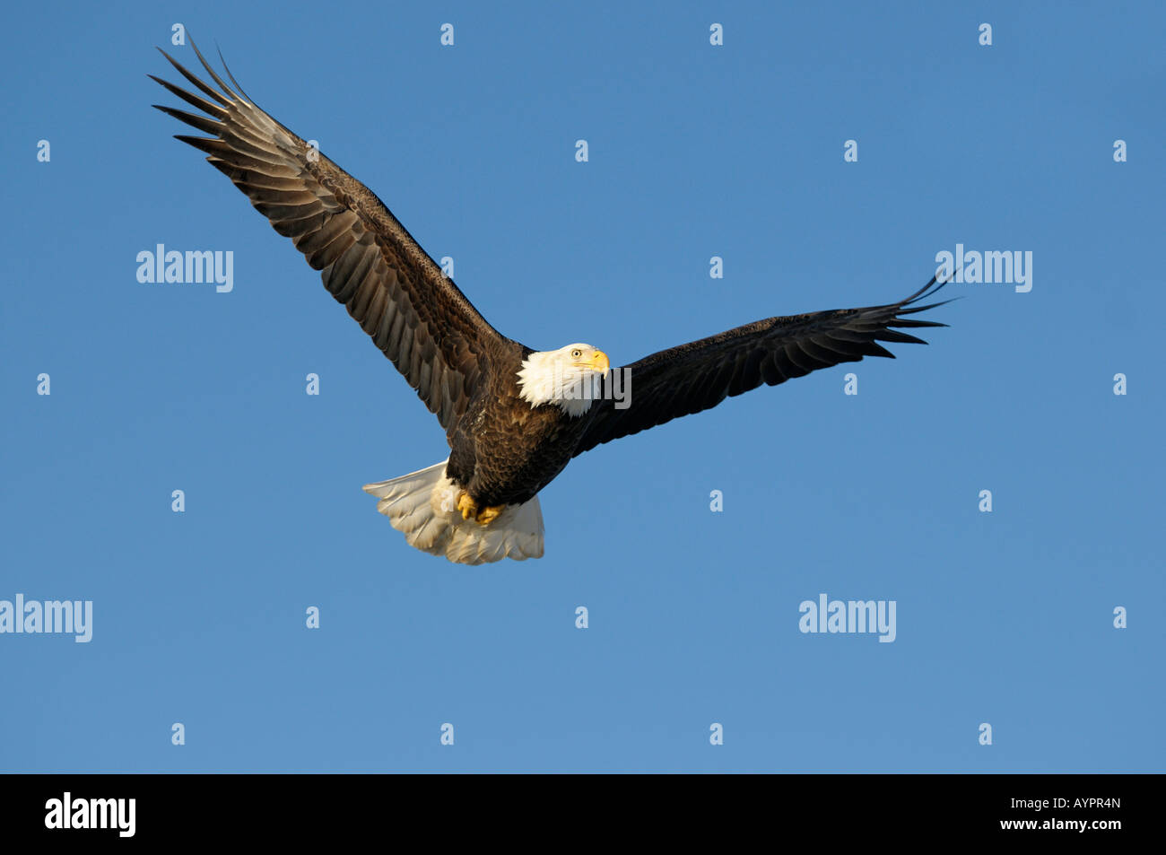 Bald Eagle (Haliaeetus leucocephalus) in flight, Kenai Peninsula, Alaska, USA Stock Photo - Alamy