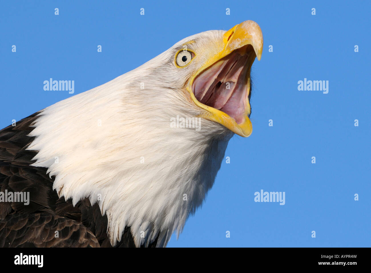 Portrait of a Bald Eagle (Haliaeetus leucocephalus) crying out, Kenai ...