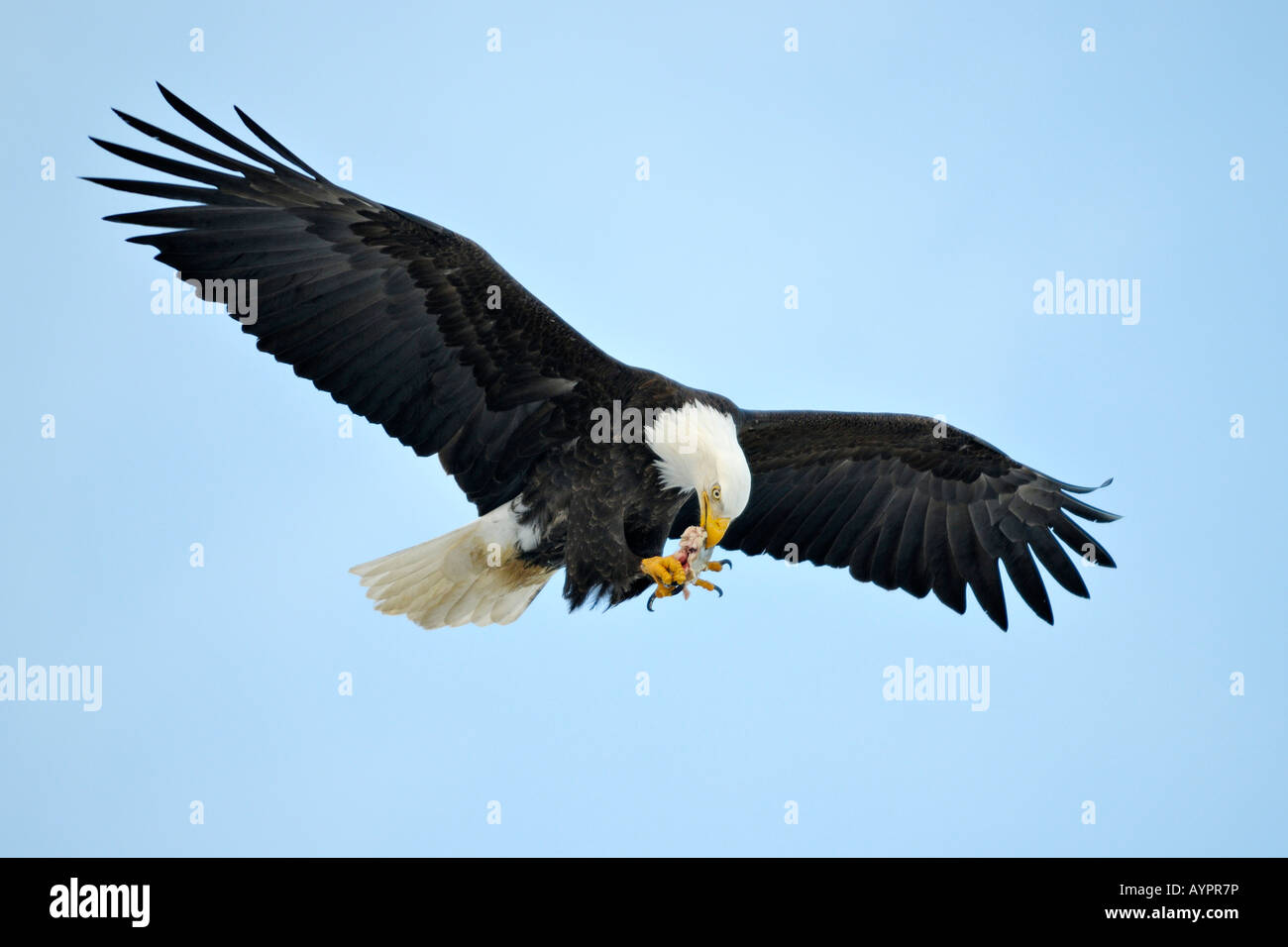 Eagle Flying Eating Fish High Resolution Stock Photography and Images ...