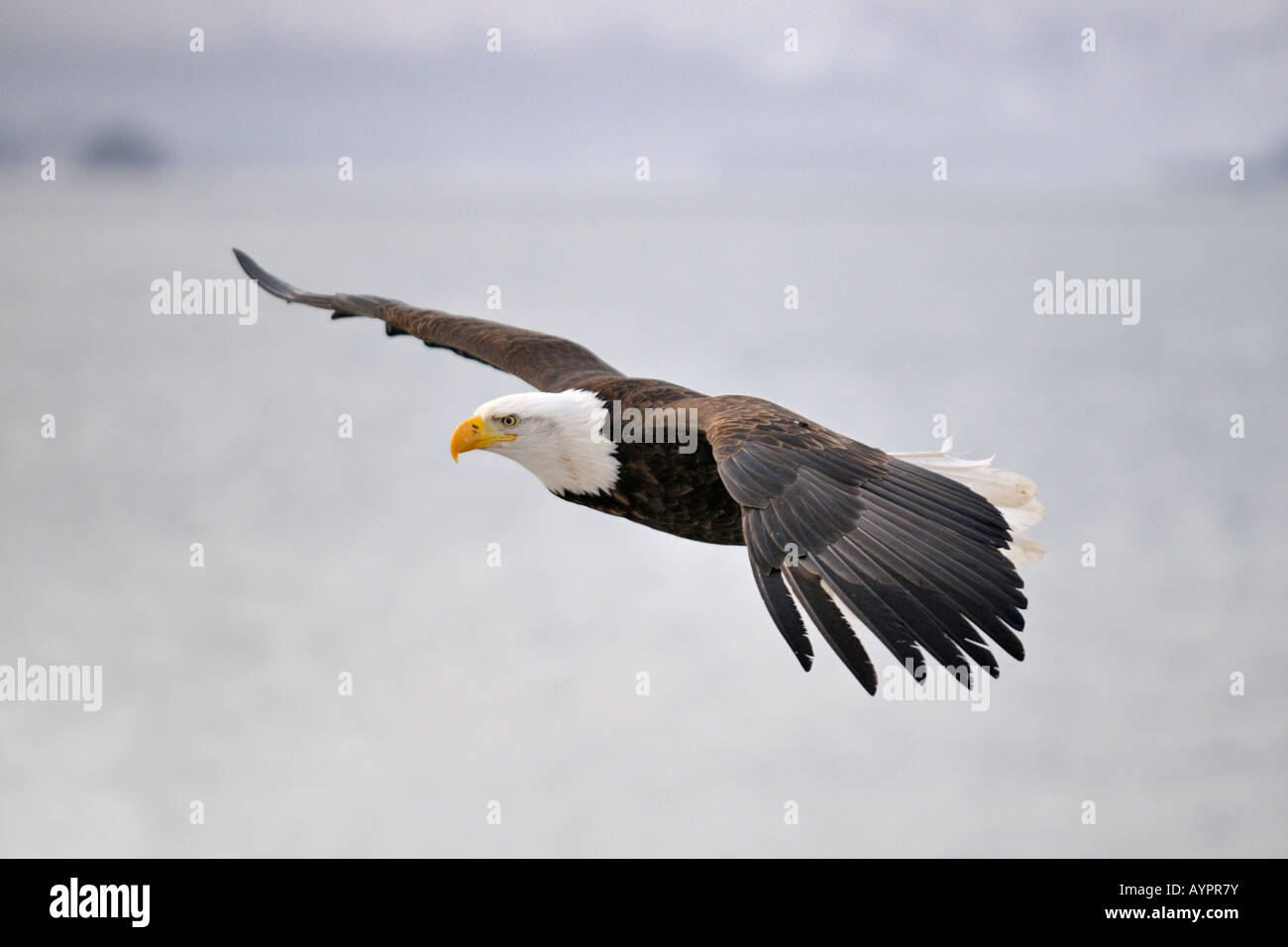 Bald Eagle (Haliaeetus leucocephalus) in flight, Kenai Peninsula, Alaska, USA Stock Photo - Alamy