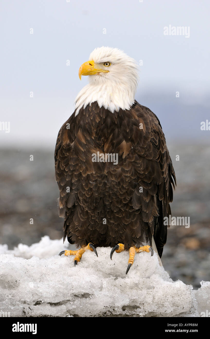 Ice eagle hi-res stock photography and images - Alamy