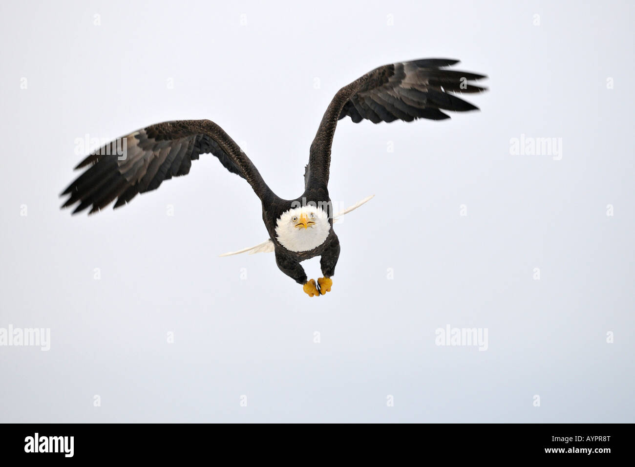 Bald Eagle (Haliaeetus leucocephalus) in flight, Kenai Peninsula, Alaska, USA Stock Photo - Alamy