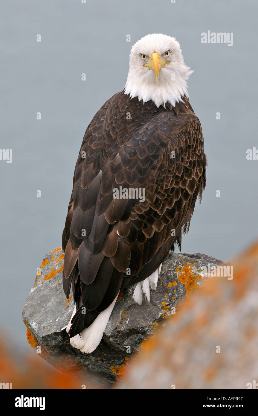 Bald eagle perched hi-res stock photography and images - Alamy