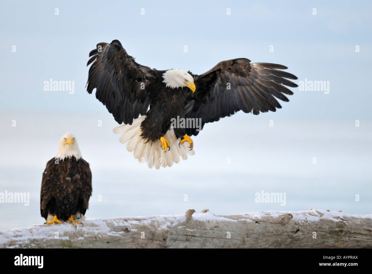 Flying american bald eagle landing hi-res stock photography and images ...