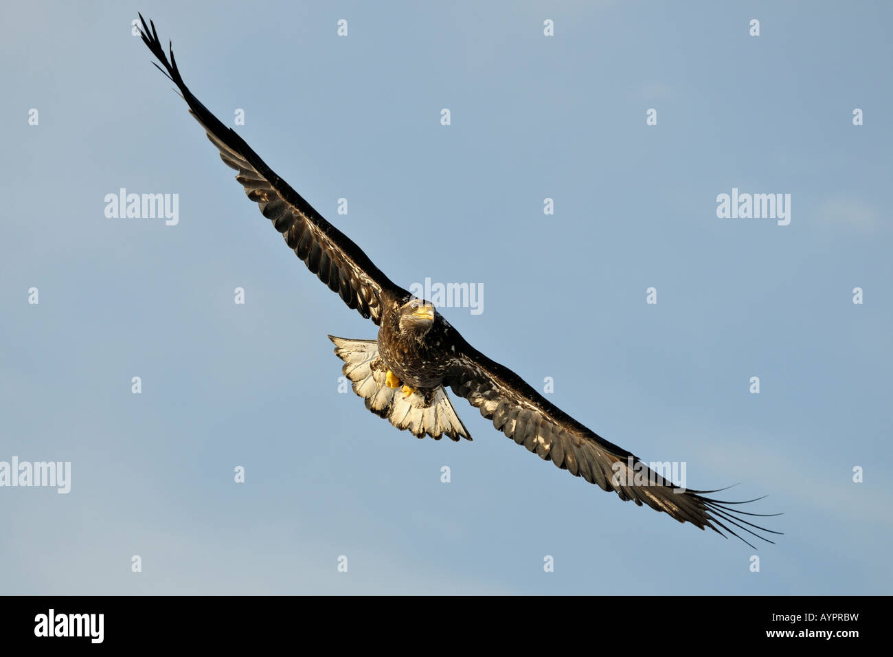 Bald Eagle (Haliaeetus leucocephalus) in flight, Kenai Peninsula, Alaska, USA Stock Photo - Alamy
