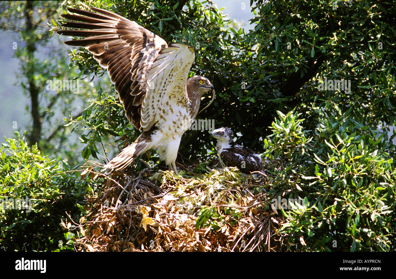 Circaetus gallicus nest hi-res stock photography and images - Alamy