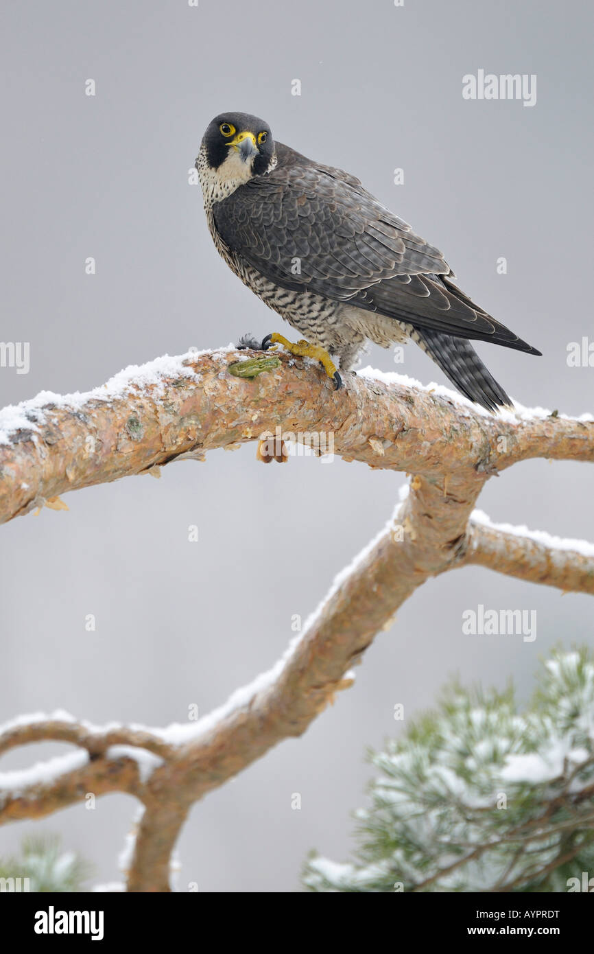 Peregrine Falcon (Falco peregrinus) perched on a pine branch ...