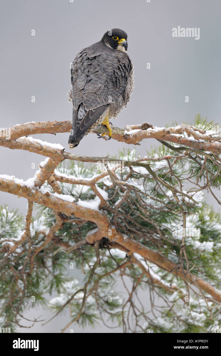 Falcon bird photos hi-res stock photography and images - Alamy