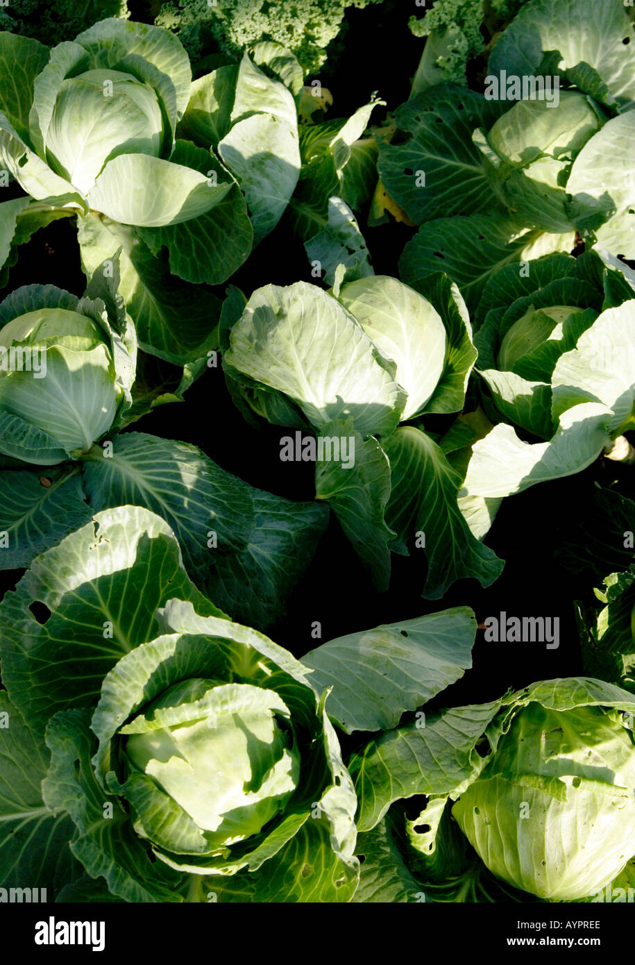 Heads of green cabbage hi-res stock photography and images - Alamy