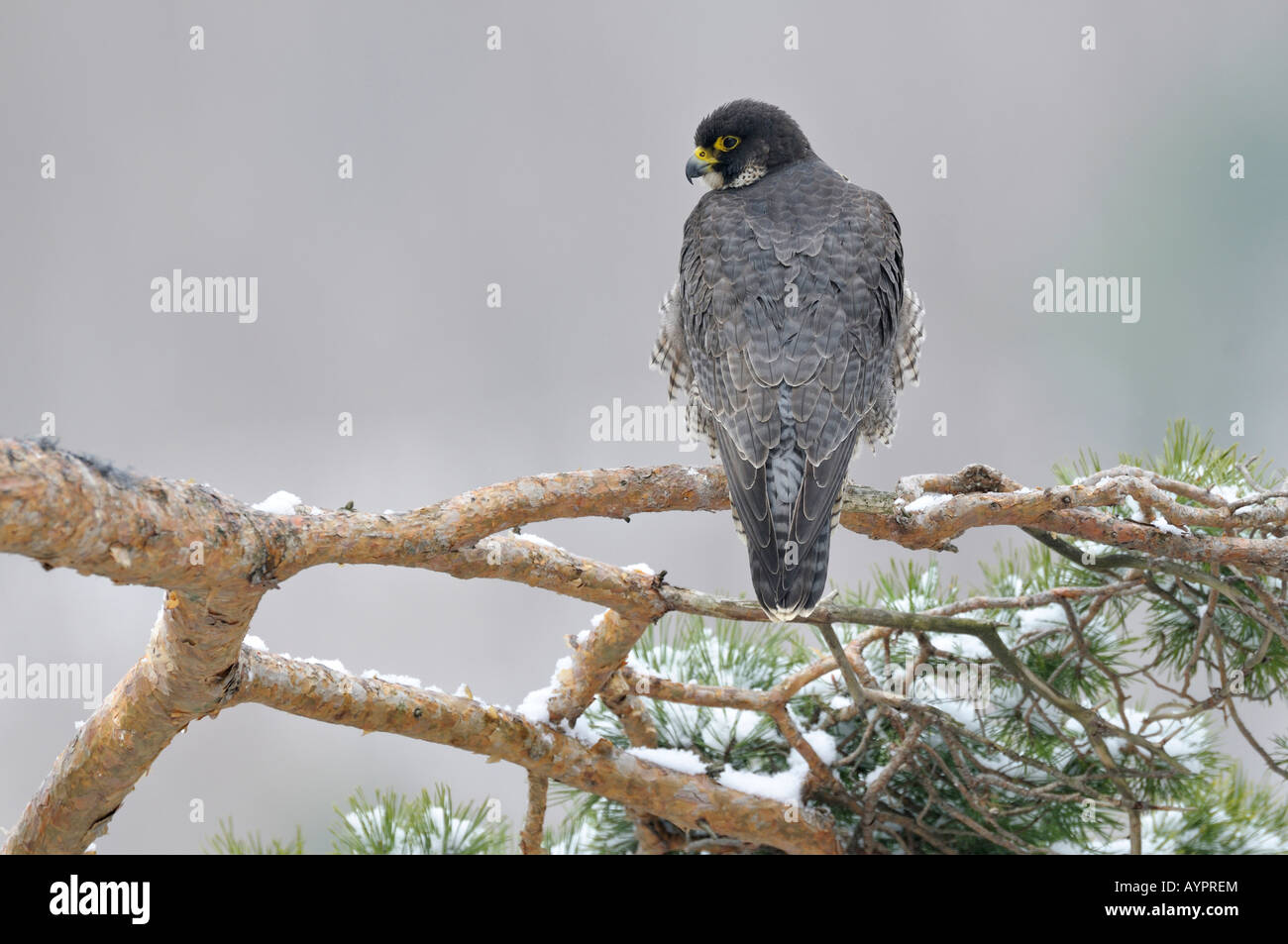 Rear view peregrine falcon falco hi-res stock photography and images ...