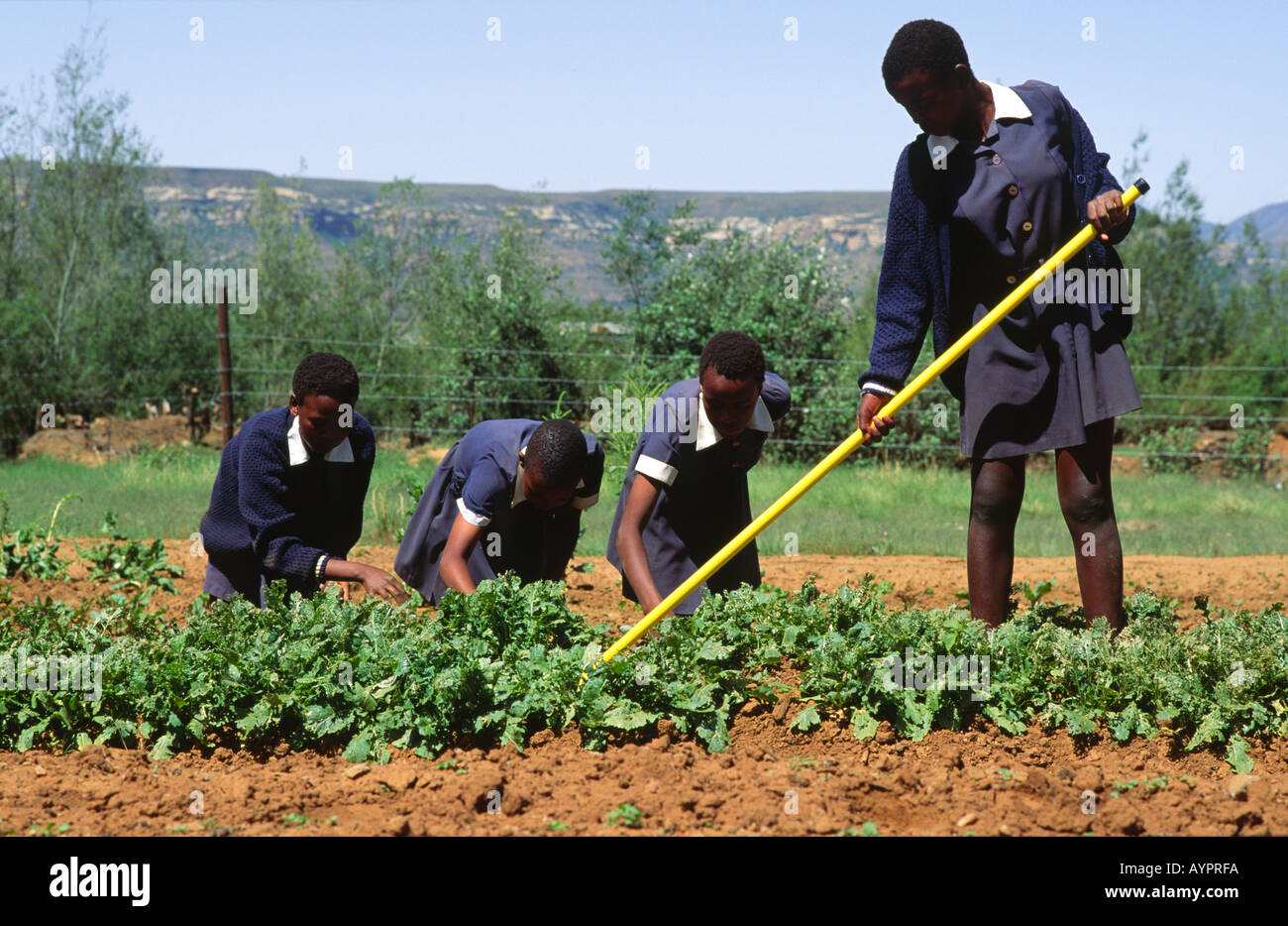 Schoolgirls working in a rural school kitchen garden, growing ...