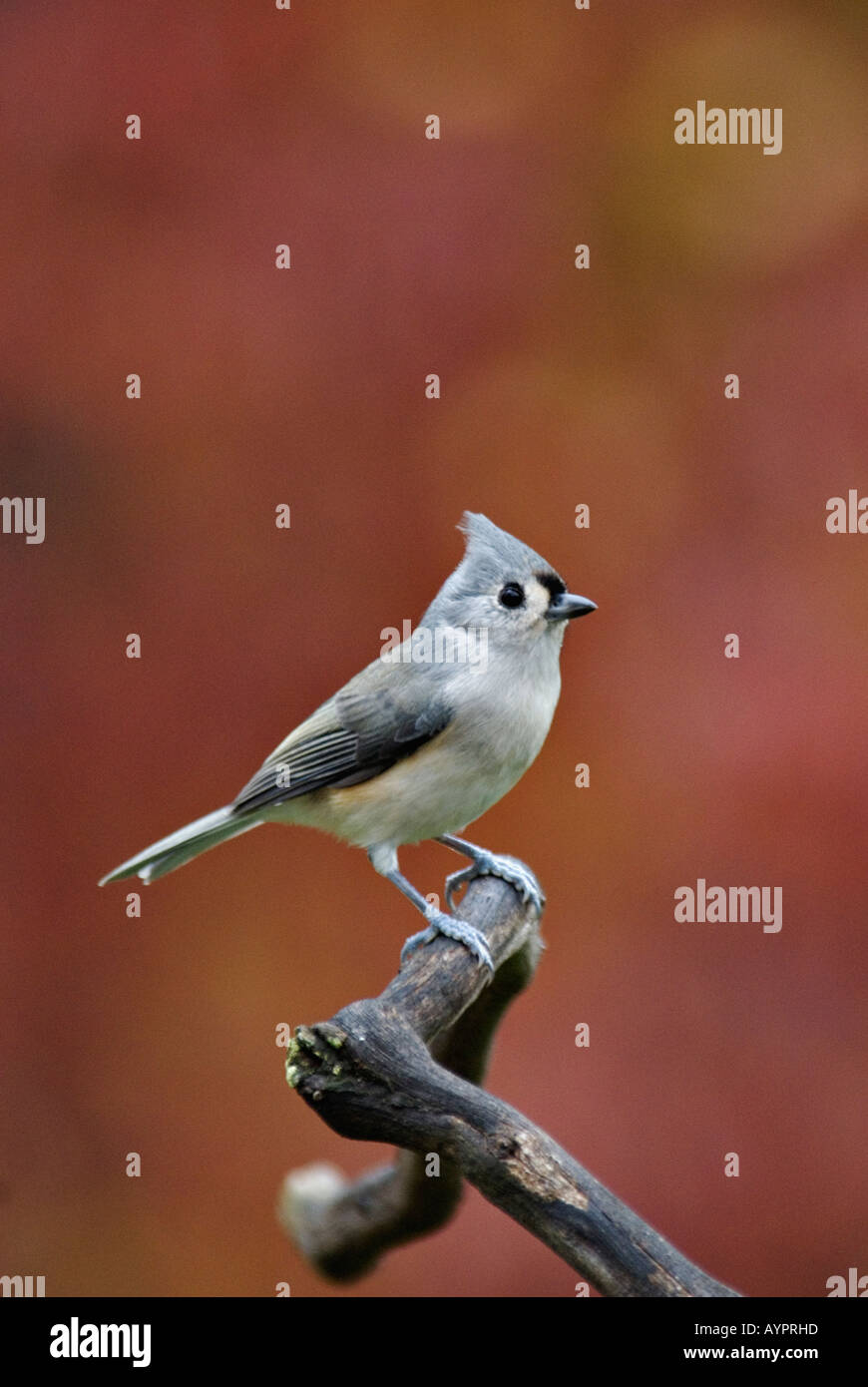 Titmouse perched on vine hi-res stock photography and images - Alamy