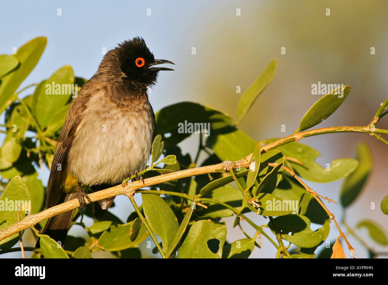 Black fronted bulbul pycnonotus nigricans hi-res stock photography and ...