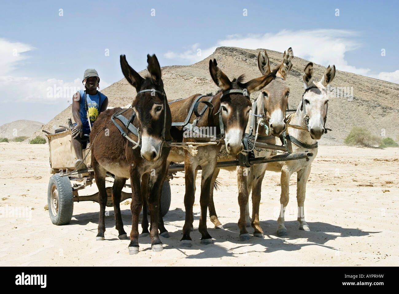 Namibian man driving a donkey cart in northern Namibia, Africa Stock ...
