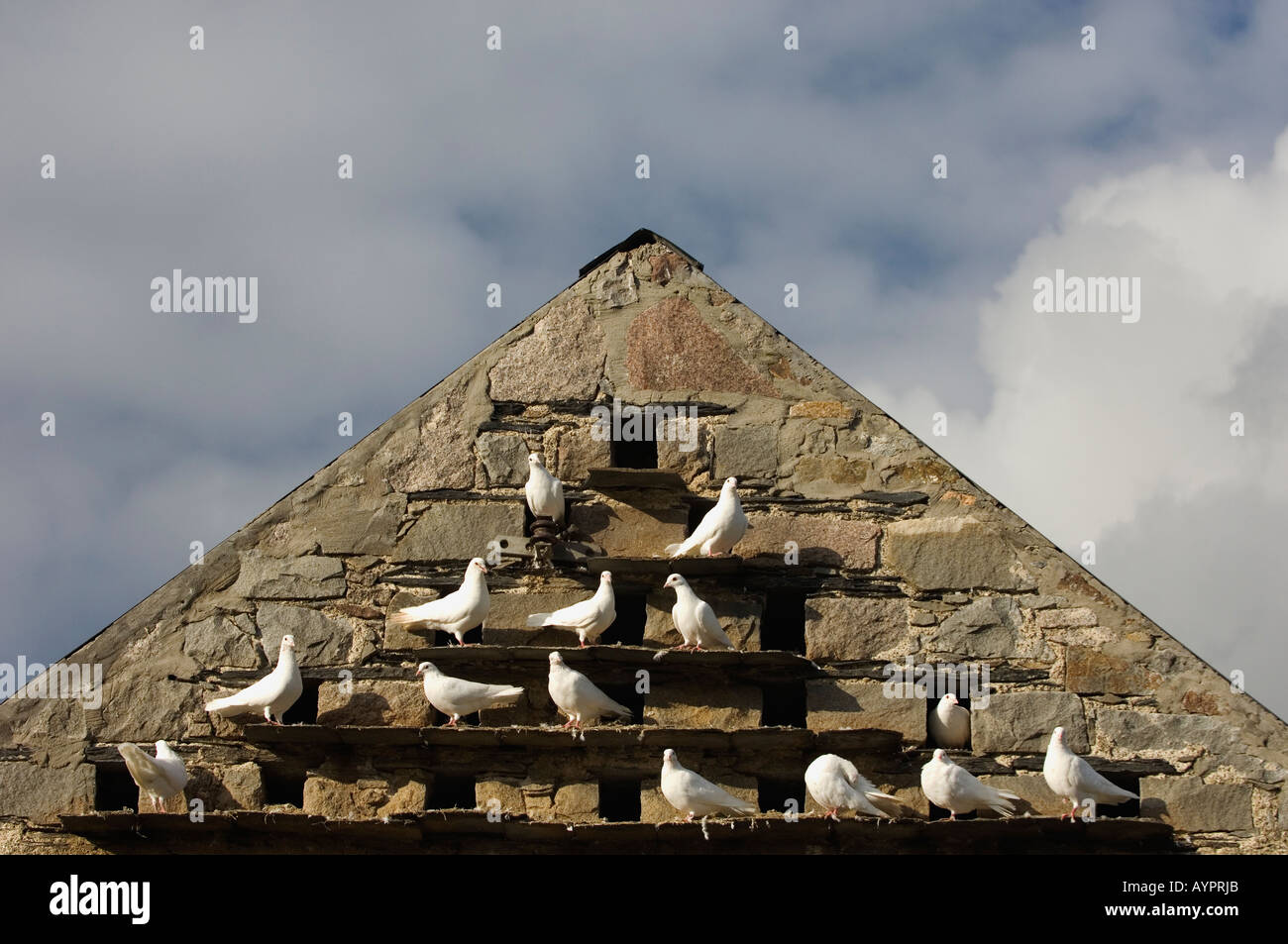 Pigeon roost hi-res stock photography and images - Alamy