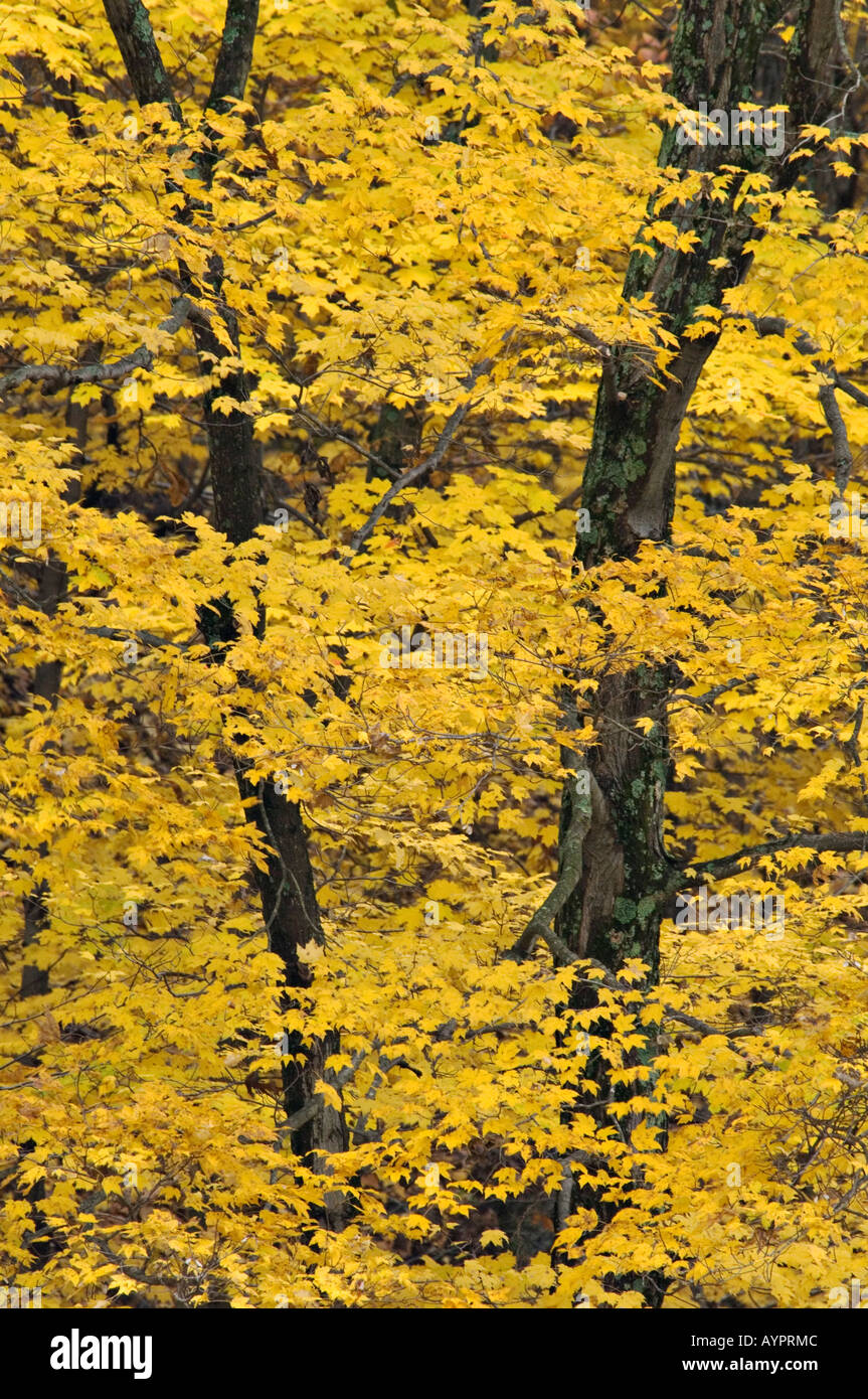 Jefferson memorial forest kentucky hi-res stock photography and images ...