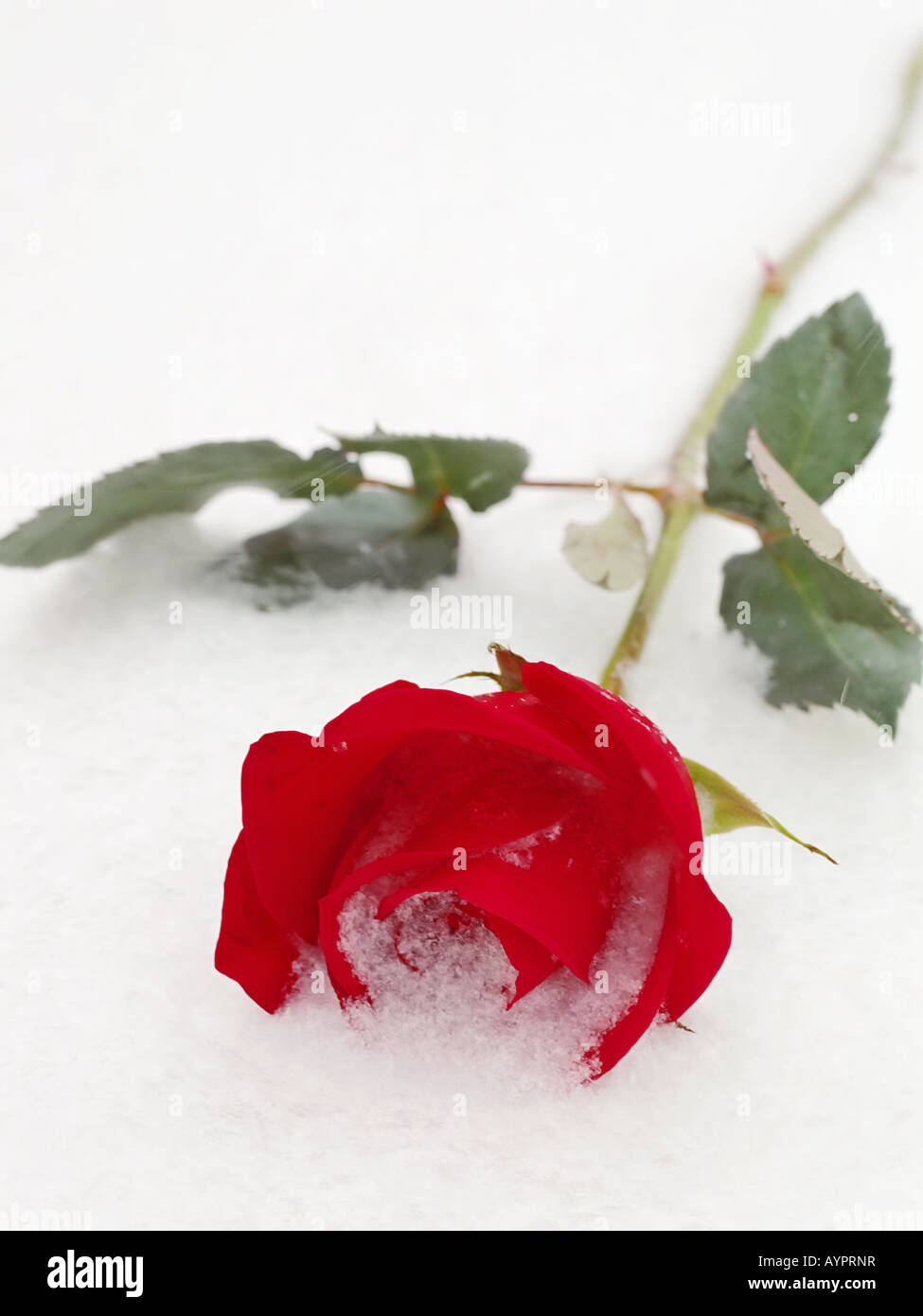 Red rose left behind covered by snow Stock Photo - Alamy