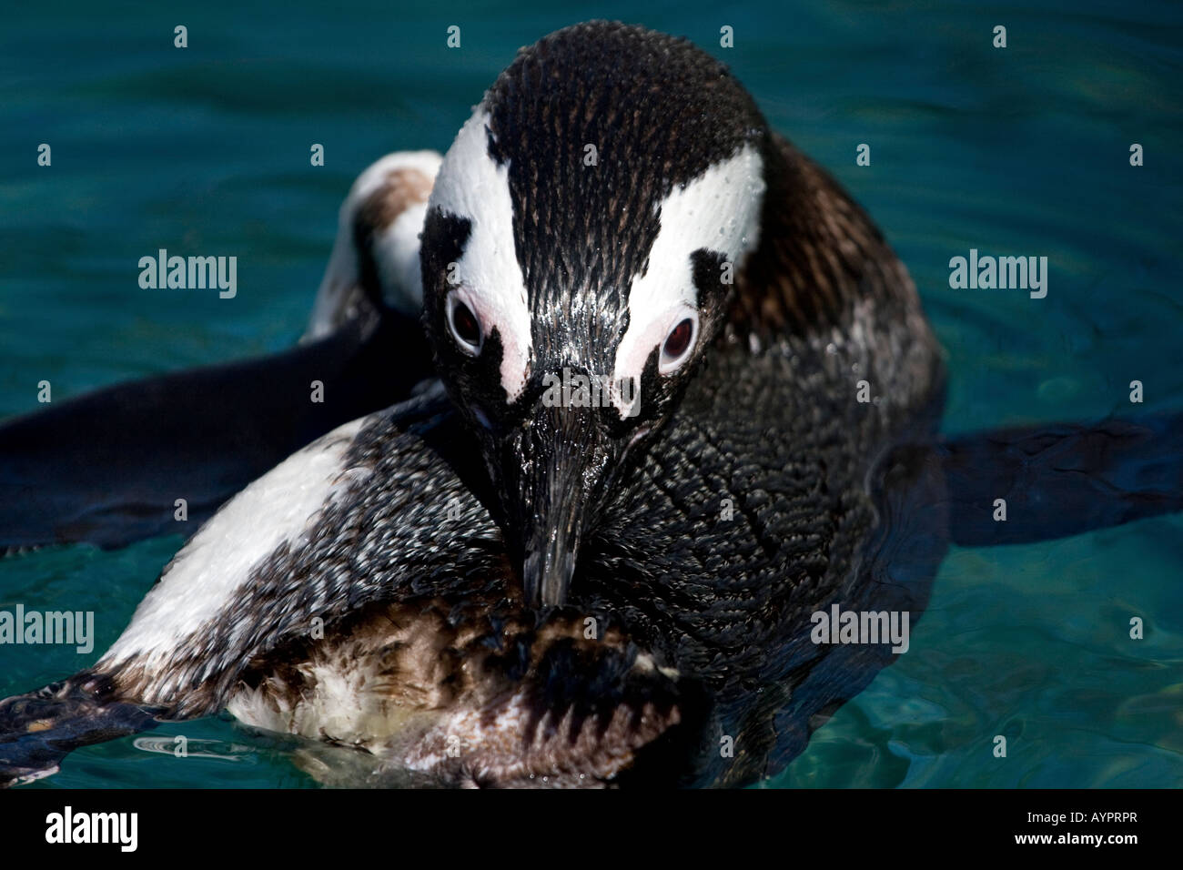 Penguins scratching hi-res stock photography and images - Alamy