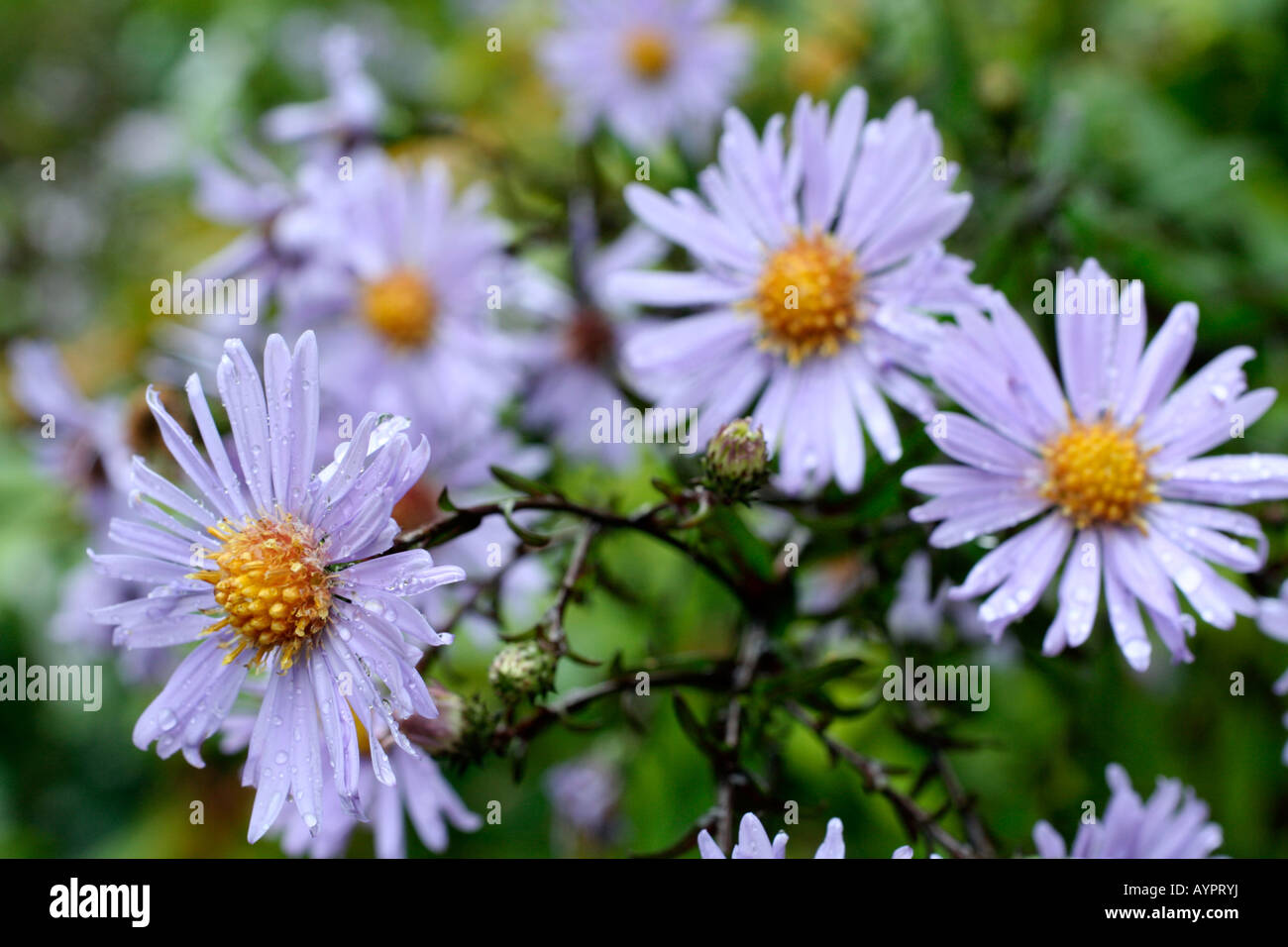 Aster laevis hi-res stock photography and images - Alamy