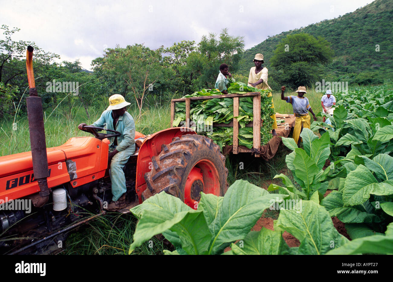 Zimbabwean farm workers harvesting tobacco on a plantation in Centenary ...