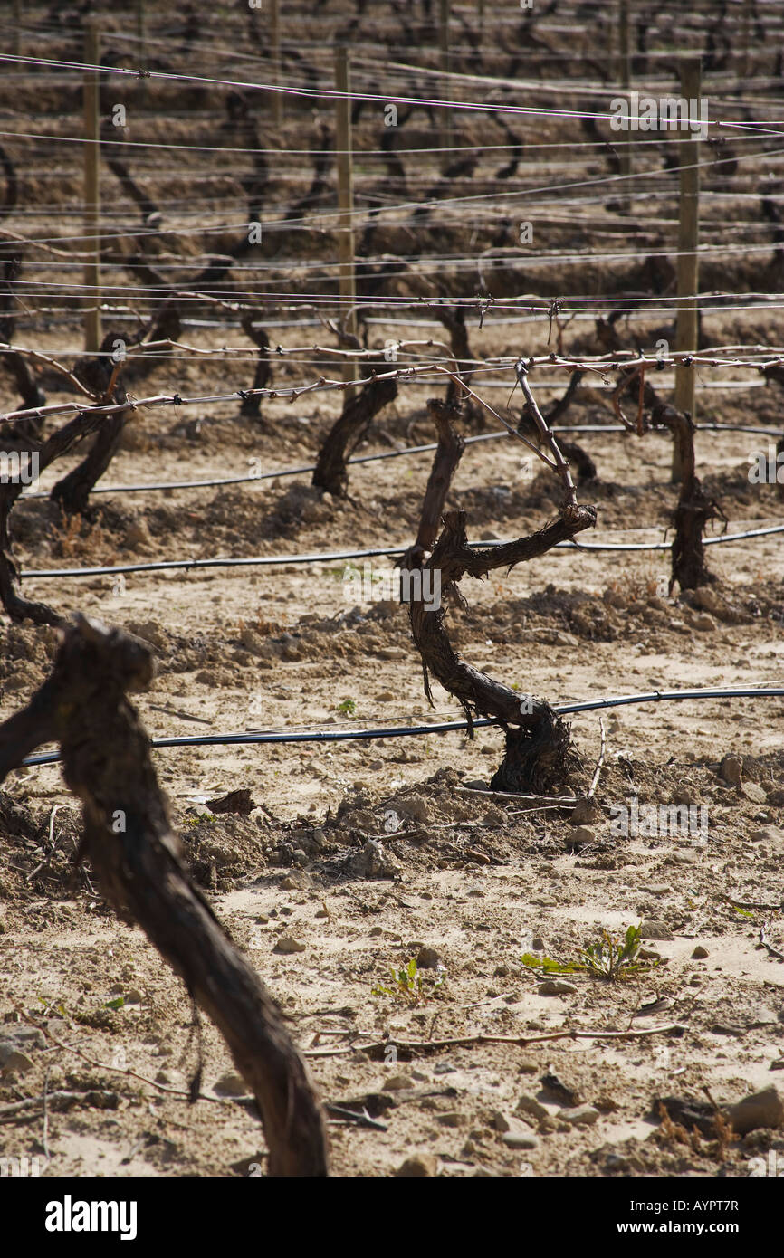 European grapevine with wires hi-res stock photography and images - Alamy